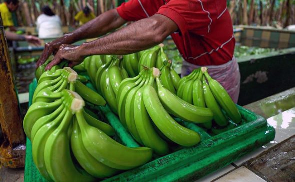 Exportación de banano se beneficia por problemas de la producción en ...